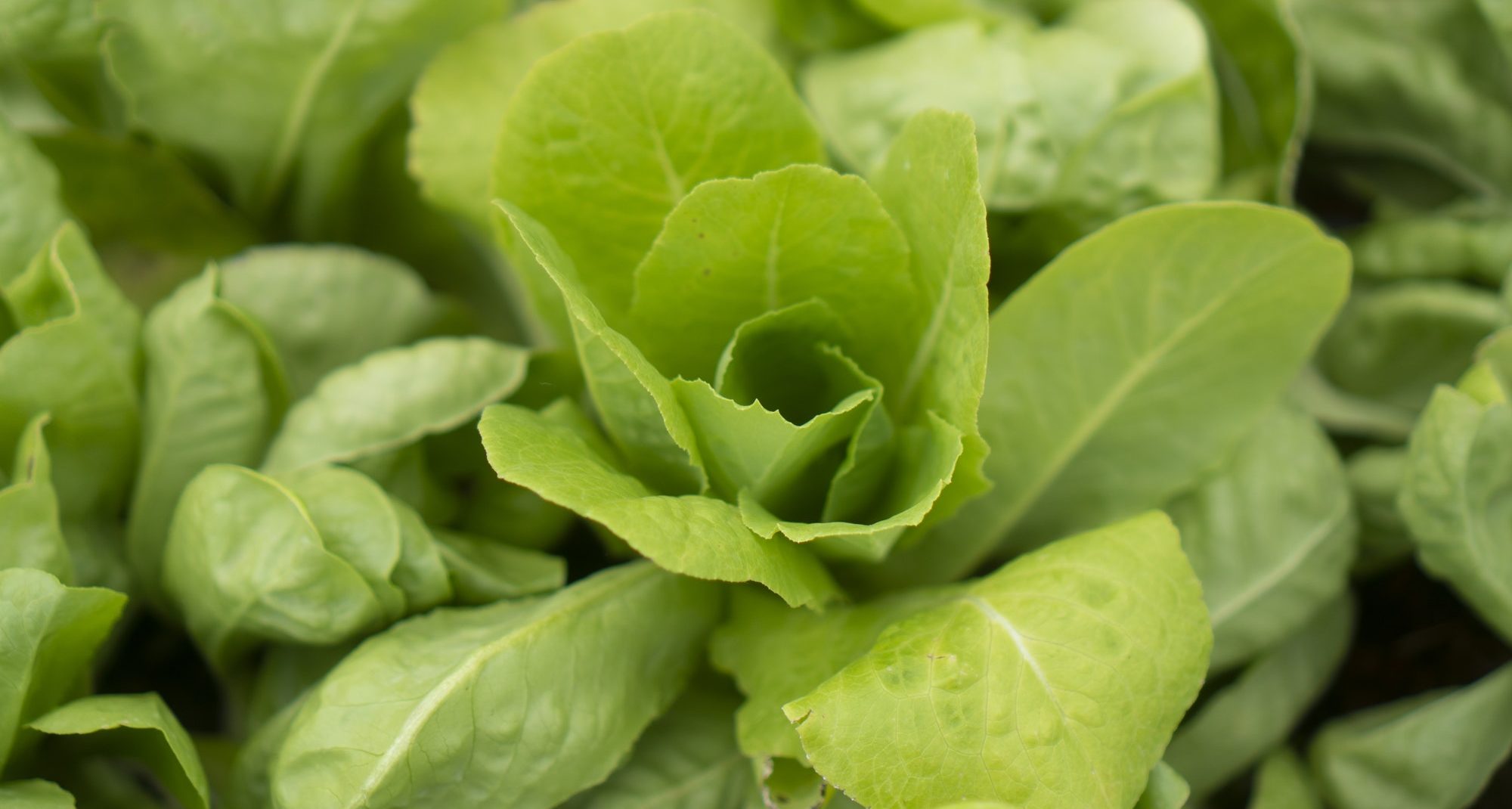 Gea Agronegocios - GEA AGRO